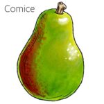 Types of Pears & Other Pear Facts | The Table by Harry & David