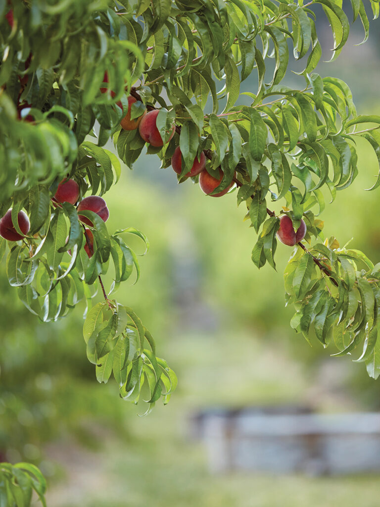 Types of Peaches | Guide to Peaches | The Table by Harry & David